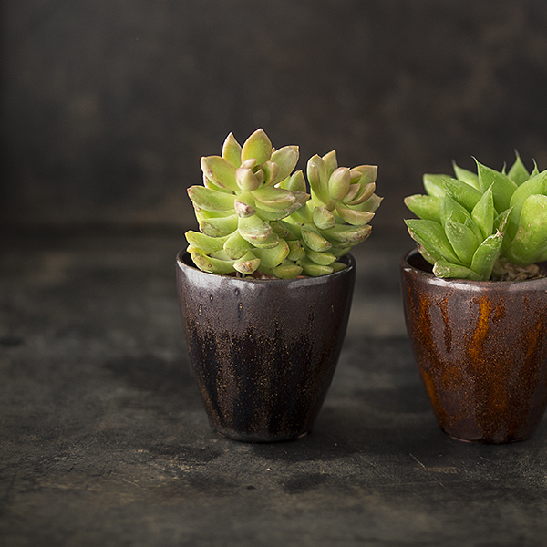 9576 - Copper Gold (Botz) - The Clay Cellar